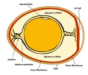 Structure And Composition Of An Egg - Culinary | Hotels - SetupMyHotel